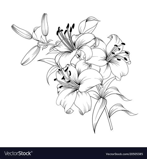 White Lily Flower Royalty Free Vector Image Vectorstock