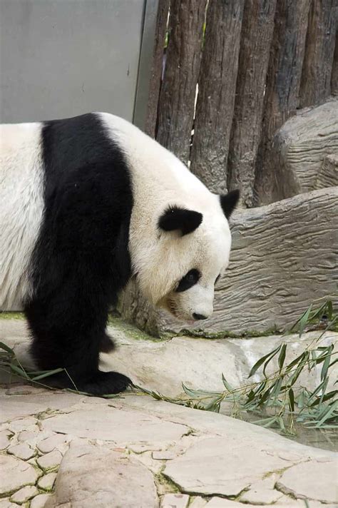 Are There Pandas In Thailand Go Every Corner
