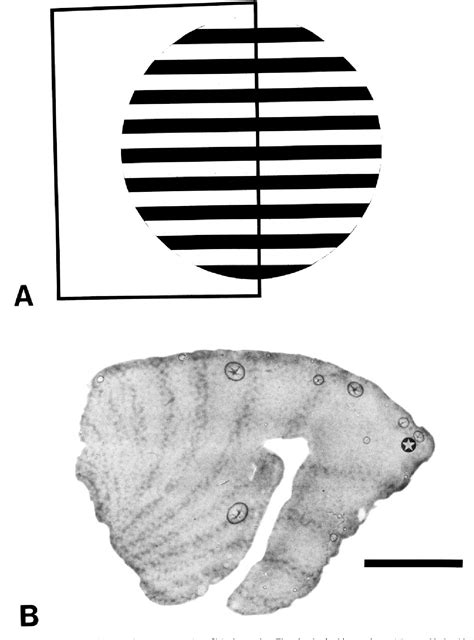 Figure 7 From Functional Anatomy Of Macaque Striate Cortex Ii Retinotopic Organization