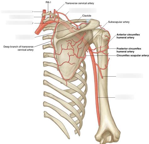 Upper Limbs Diagram Quizlet