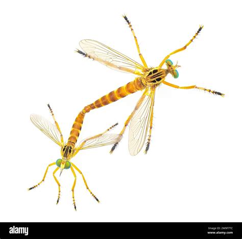 Mating Pair Male And Female Robber Fly Robberflies Or Robber Flies Diogmites Esuriens In The