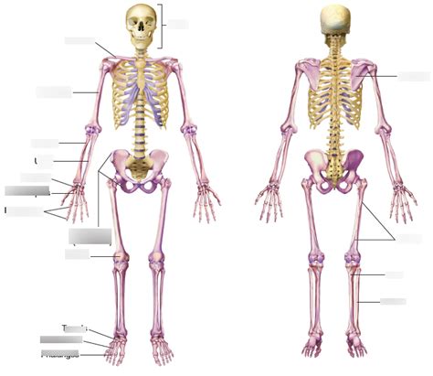 A P Lab Appendicular Skeleton Diagram Quizlet