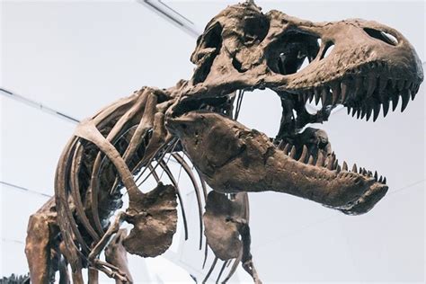 로얄 온타리오 박물관 입장권 줌줌투어 캐나다 토론토