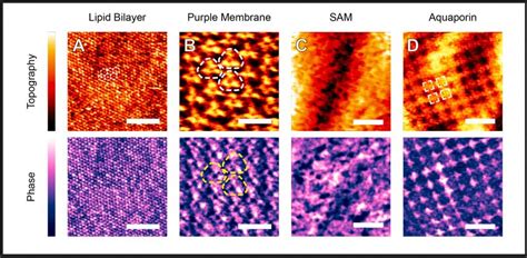 Sub Nanometer Resolution Imaging With Amplitude Modulation Atomic Blog • By Nanoworld