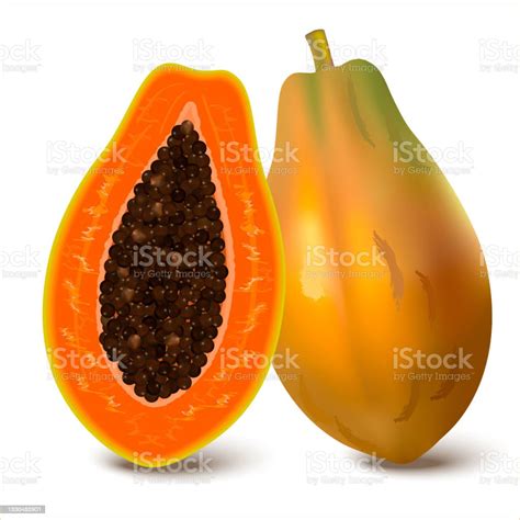 흰색 배경에 고립 된 절반 슬라이스와 전체 건강한 유기농 파파야 신선한 여름 유기농 과일을 사실적인 벡터 그림입니다 0명에 대한 스톡 벡터 아트 및 기타 이미지 Istock