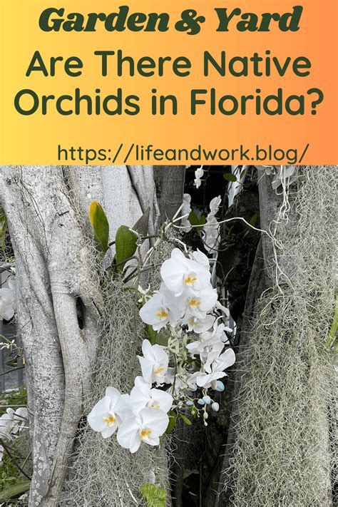 Are There Native Orchids In Florida