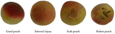 Research On Defect Detection In Kubo Peach Based On Hyperspectral Imaging Technology Combined