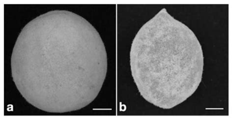 一种发根农杆菌介导的桃果实愈伤瞬时遗传转化方法