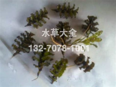 兴化市龙马水生植物培育有限公司 热线13270781001