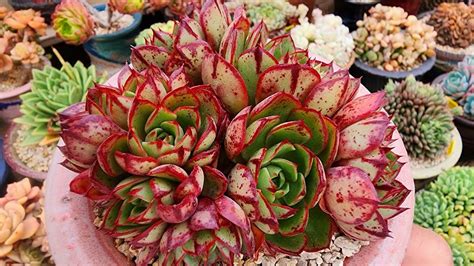 💗다육판매💗다육이 가격 훌륭하다🫢이쁜이들만 몰아보기🥹센스 기절이야~화분별도다육이 이천 Succulent 多肉植物 Youtube