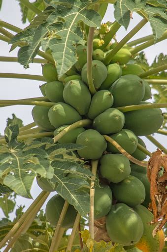 상세한 성장 파파야 일반적으로 열대 나무와 파파야 나무의 보기 건강한 생활방식에 대한 스톡 사진 및 기타 이미지 건강한 생활방식 과일 나무 Istock