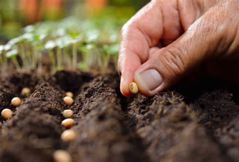 What Is Seeding Marketing