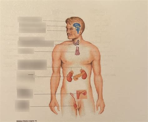 Test Diagram Quizlet
