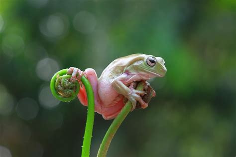 Free Photo Dumpy Frog Litoria Caerulea On Flower Dumpy Frog On Branch Tree Frog On Branch