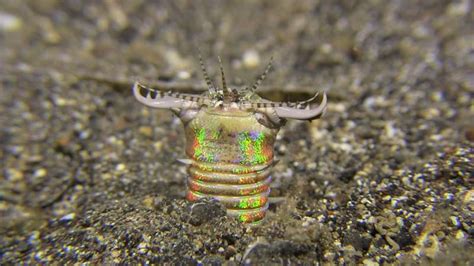 Bobbit Worm L Deadly Aquatic Predator Our Breathing Planet