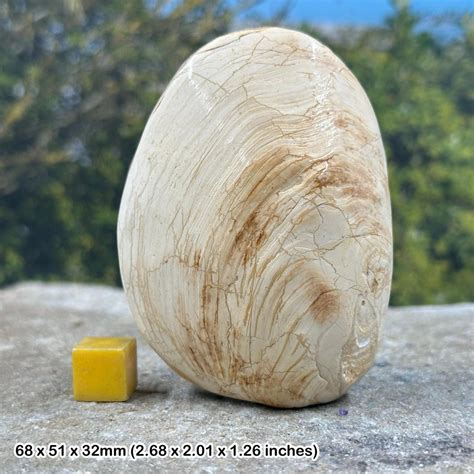 Fossilized Bivalve Mollusc Shell Genuine Jurassic Madagascar Specimen Certificated Etsy