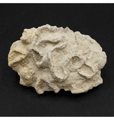 Fossils For Sale Fossils Rare British Cretaceous Fossil Sponge From Eastbourne East