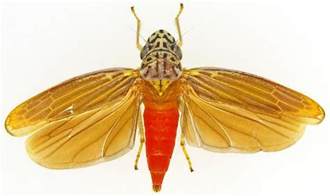 Graphocephala Subgenus Hordnia Graphocephala Aurora Bugguide Net