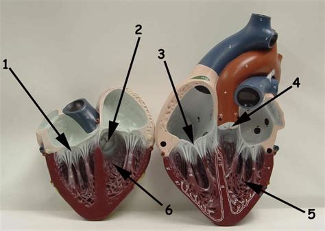 Heart Valves Diagram Quizlet