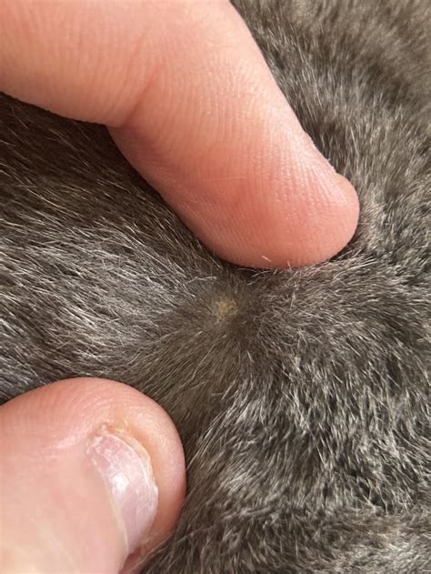 Hard Spots On Cats Neck And Head Rcats