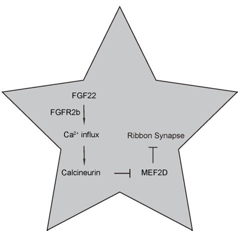 Schematic Of The Model Regulation Of Ribbon Synapses By Download