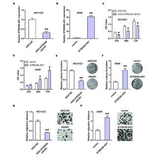 ST8SIA6 AS1 Promotes LUAD Cell Malignant Phenotype A B QRT PCR