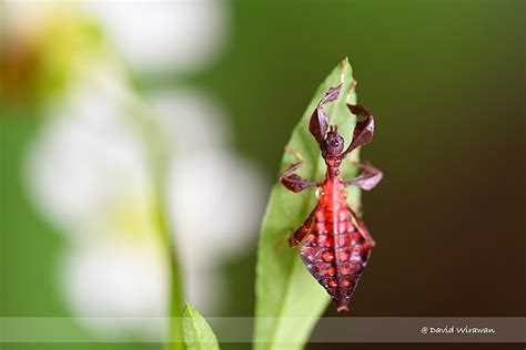 Leaf Insect Nymph Phylliidae Singapore Geographic