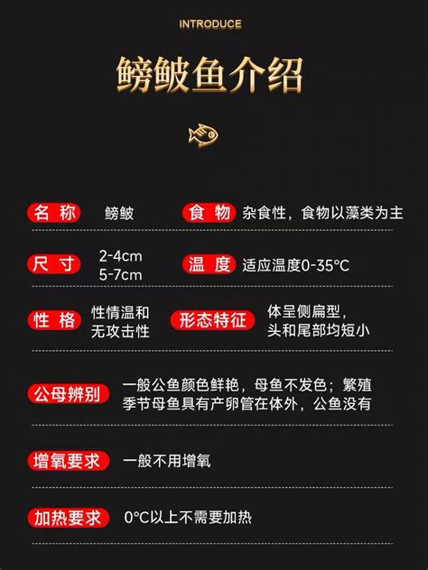 七彩鳑鲏鱼苗观赏鱼冷水鱼淡水好养耐活小型鱼高体肯氏越南鱊旁皮 阿里巴巴