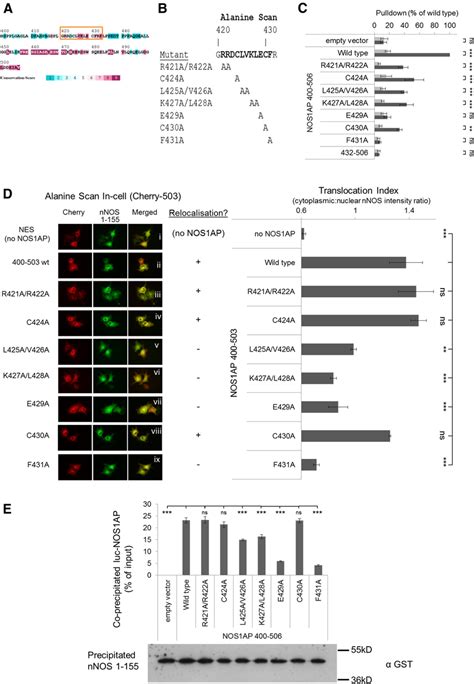 Alanine Scans Reveal A Critical Exf Motif For Interaction Of Nos1ap