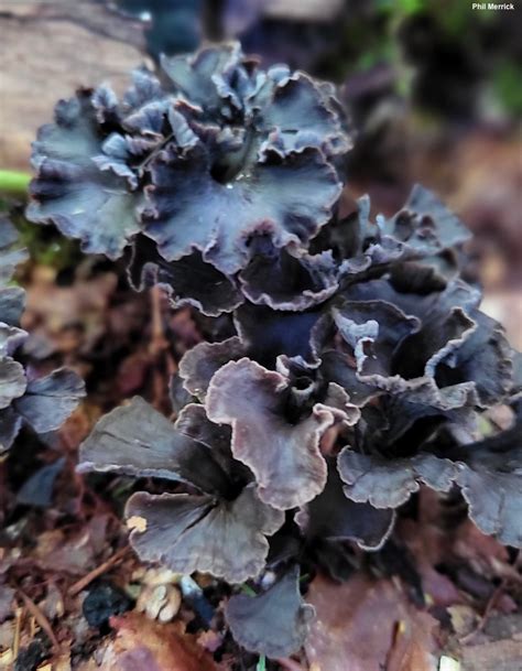 Craterellus Cinereus Mushroomexpert Com