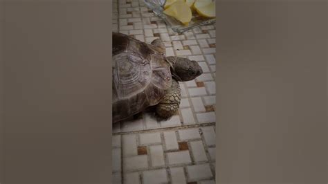 لاکپشت گرسنه 🐢😋 با لایک و کامنت خوشحالم کن ️ حیوون حیوونخونگی