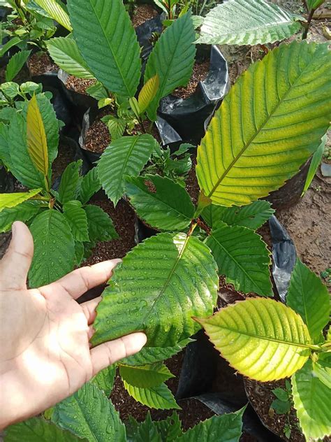 Katmon Tree Seedlings Philippines Native Tree Dellinia Philippinensis