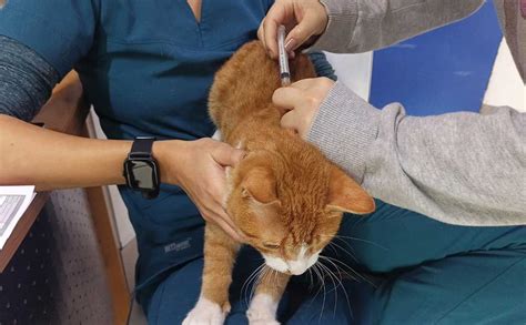 Bert Getting Ready Adopt Dont Shop