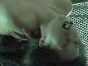 Yakuza Weapon Nude Scenes Aznude