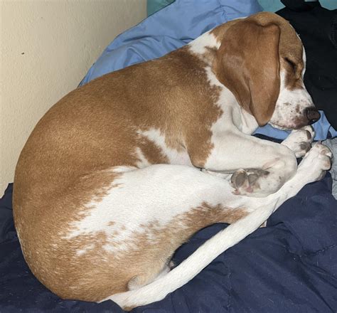 is my beagle weird this is lady i love her so much but i can t get
