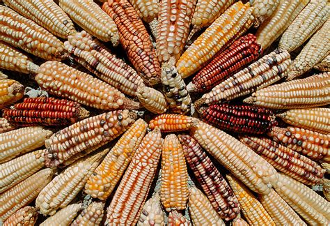 Maíces Nativos Híbridos Y Transgénicos Greenpeace México