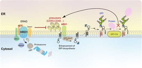 中西秀树教授团队青年教师柳艺石在Journal of cell biology发表GPI锚定蛋白生物合成调控的研究成果 糖化学与生物技术教育部