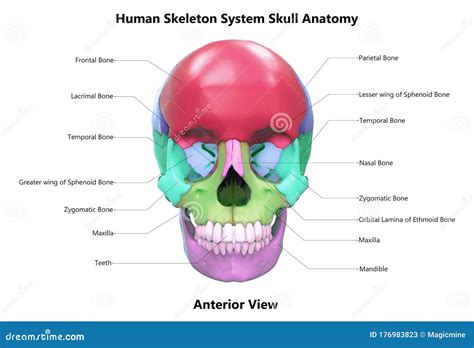 Skull Anterior View Stock Photography CartoonDealer Com