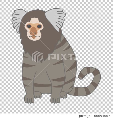 コモンマーモセットの大人のベクターイラストのイラスト素材 66694007 PIXTA