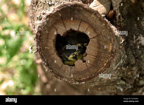 Two Small Birds In A Nest Inside A Tree Wood Close Up Detail And Macro Photography Blurred