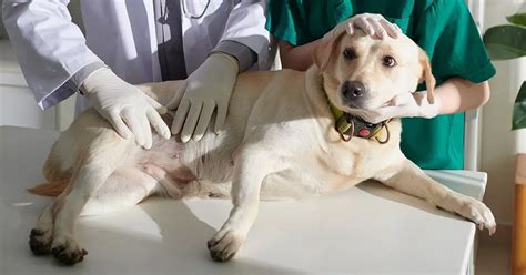 8 Clear Signs Your Dog Doesnt Have Bloat