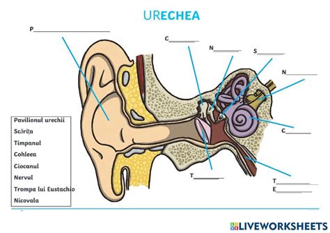 Urechea Free Interactive Worksheets 1891870