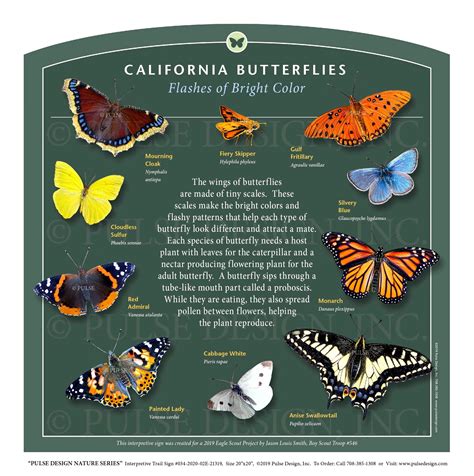 Outdoor Interpretive Sign Butterfly Identification Guide California