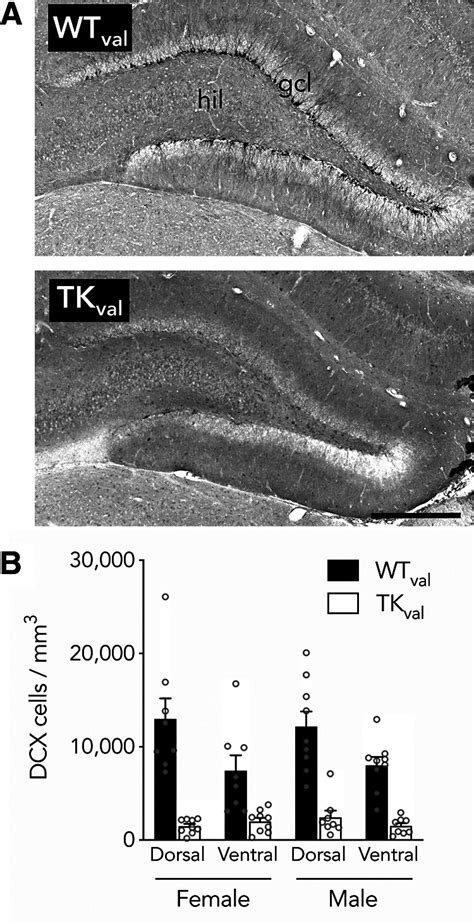 Sex Differences In The Spatial Behavior Functions Of Adult Born Neurons In Rats Abstract