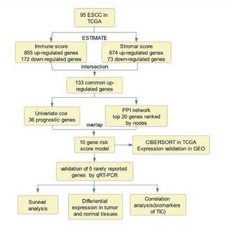 Analysis Workflow Of This Study Download Scientific Diagram
