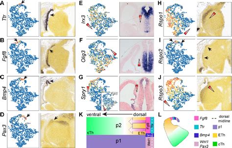 Inference Of Spatial Gene Expression Patterns In The P2 Domain With Download Scientific Diagram