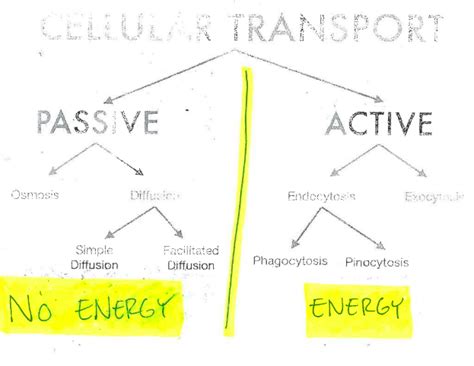 Biology Test Review Chapter 4 Diagram Quizlet