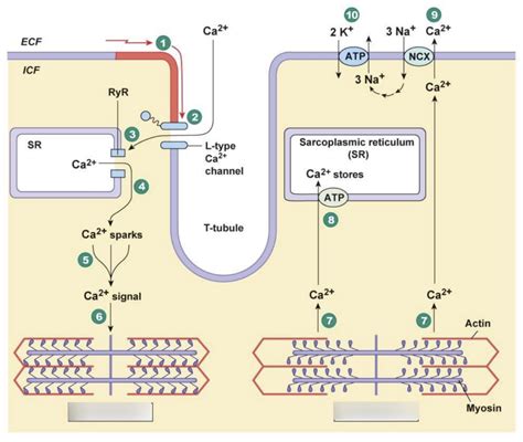 Excitation Contraction Coupling Diagram Quizlet