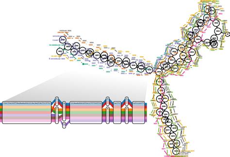 A Region Of A Yeast Genome Variation Graph This Displays The Start Of Download Scientific
