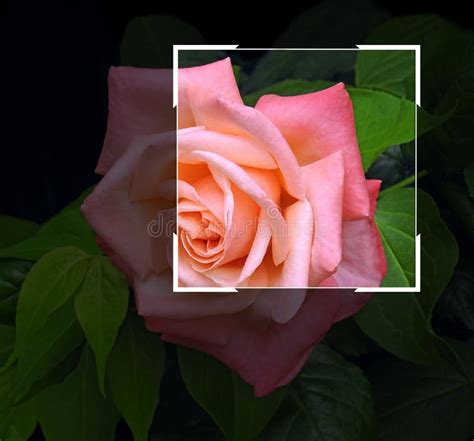 Photoshop Editing Edit Tools Marquee Rectangular Crop Adjustment Layer